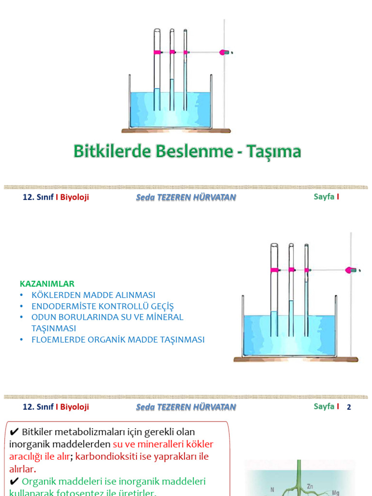 16-Bitkilerde Beslenme - Taşıma | PDF