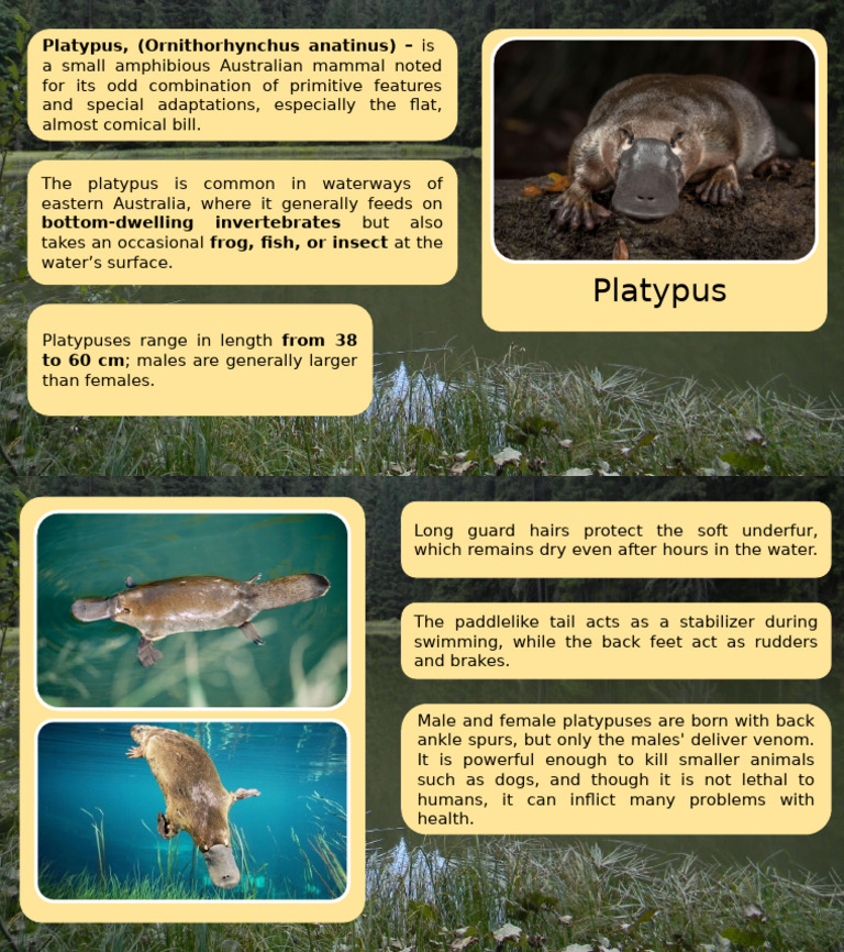 Platypus | PDF