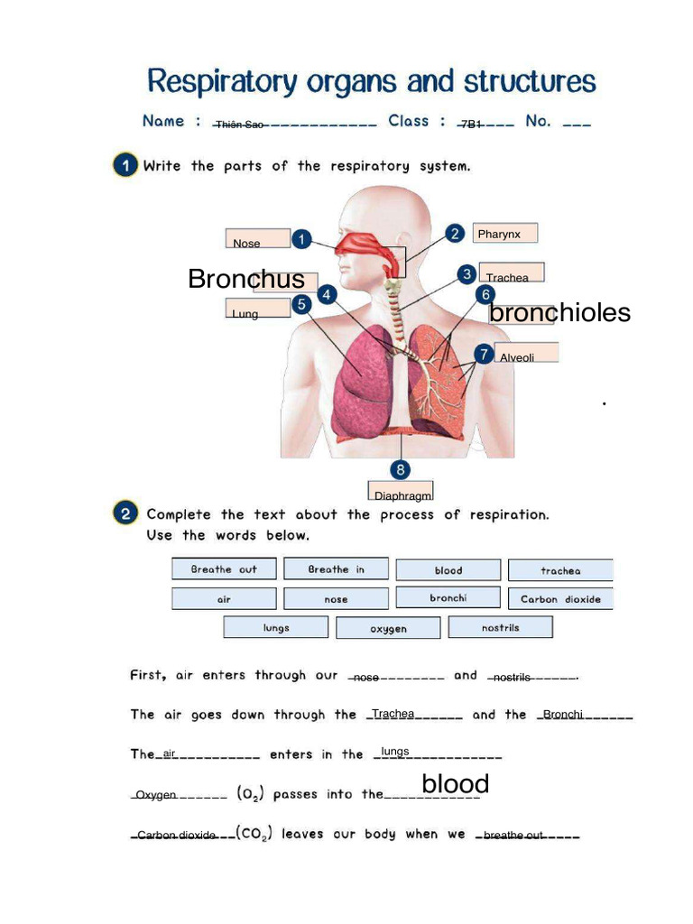 Grade 7 Work Sheetchap1 | PDF