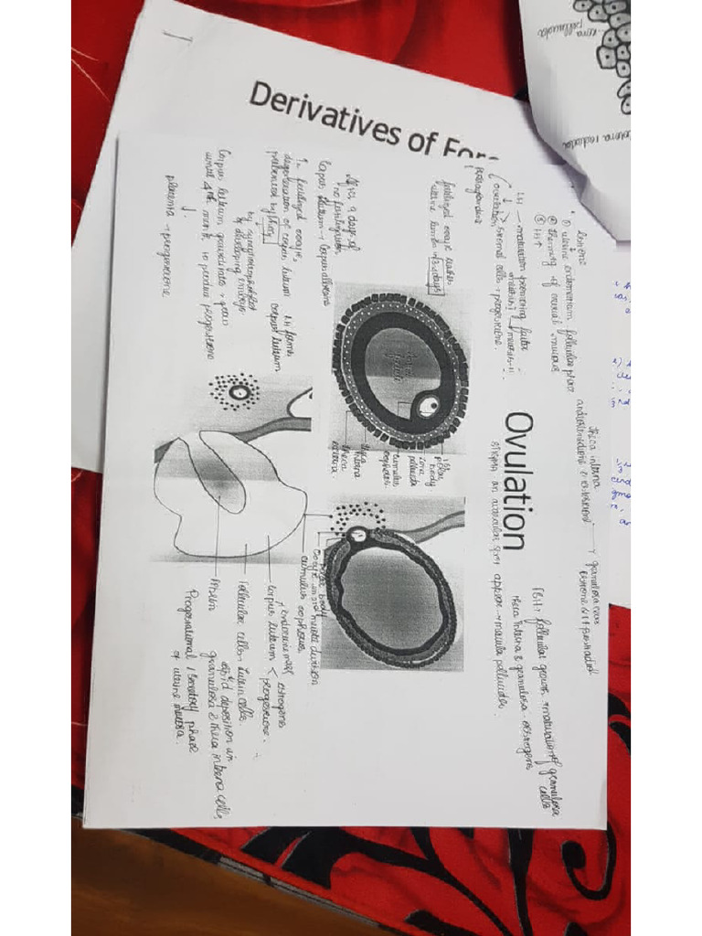 3.university Embryology Charts Answer Key | PDF