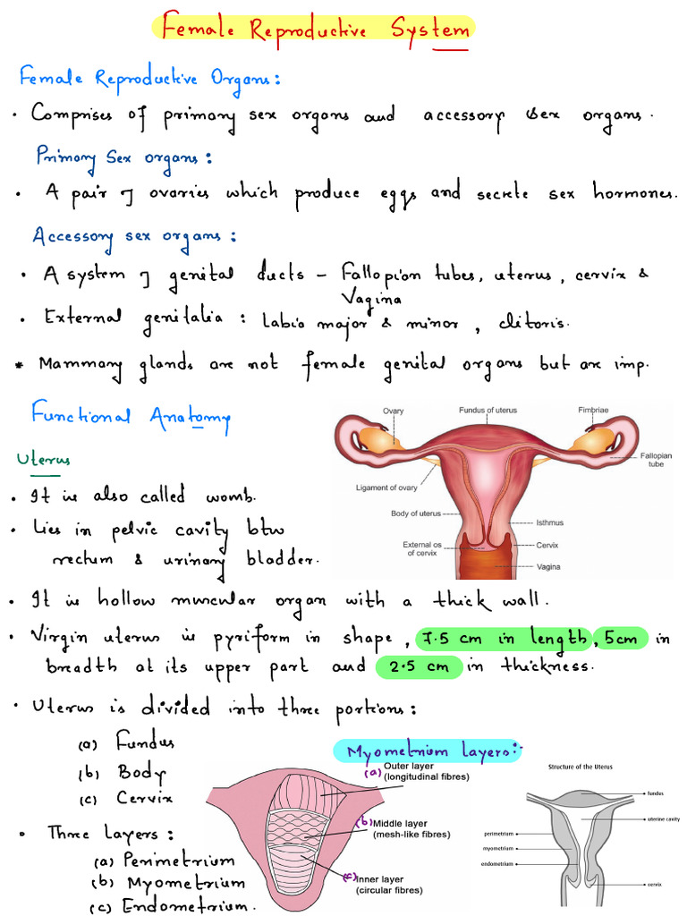 Anatomy of Female Reproductive System | PDF | Ovary | Uterus
