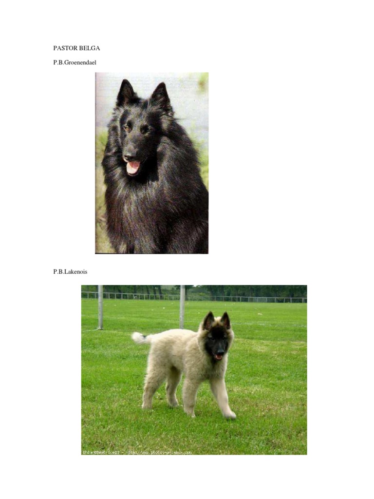 Razas de Perros | PDF