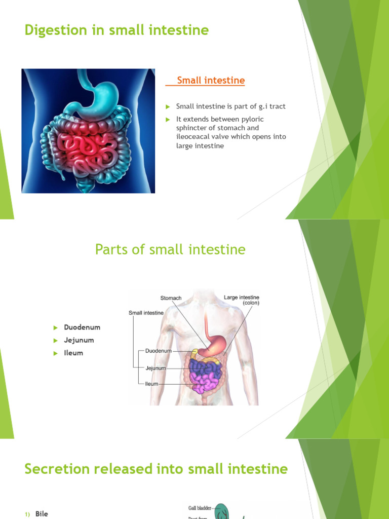 Small Intestine Digestion Overview | PDF