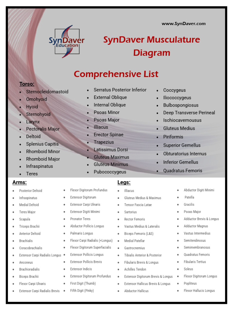 SynDaver Comprehensive Muscle List | PDF | Musculoskeletal System ...
