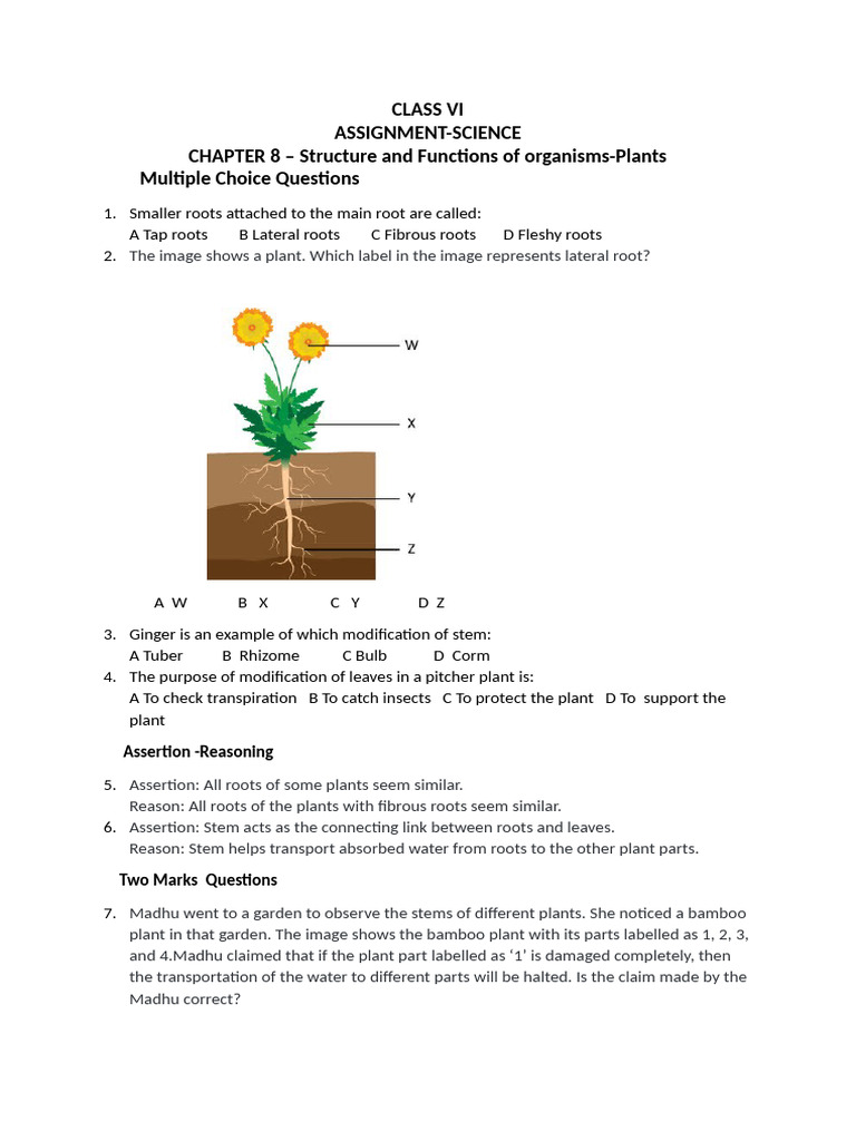 Class VI Science: Plant Structure Quiz | PDF | Flowers | Plants