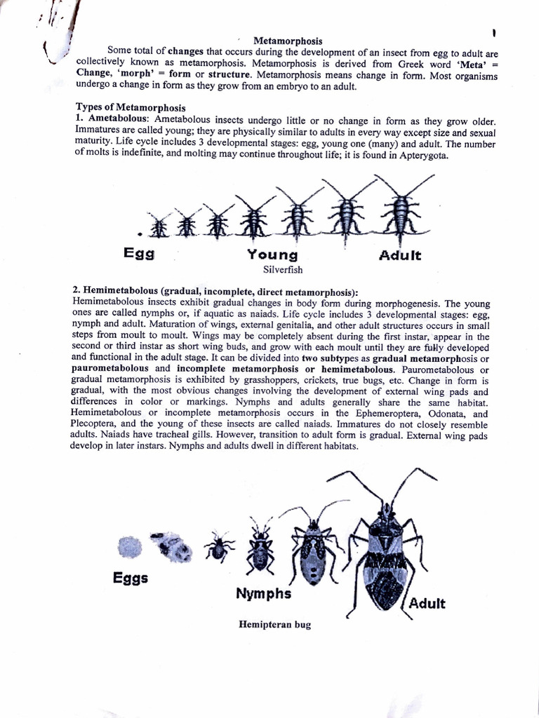 Insect Metamorphosis: Larvae and Pupae Types | PDF | Pupa | Insects