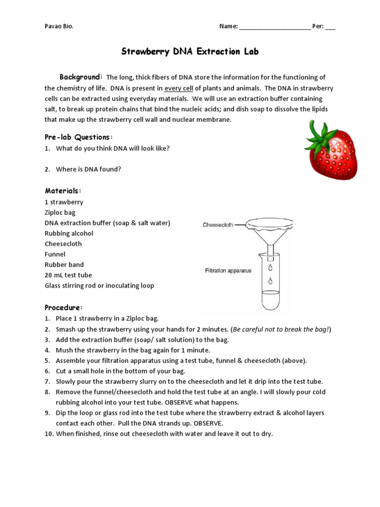 Strawberry DNA Lab | PDF | Dna | Cell (Biology)