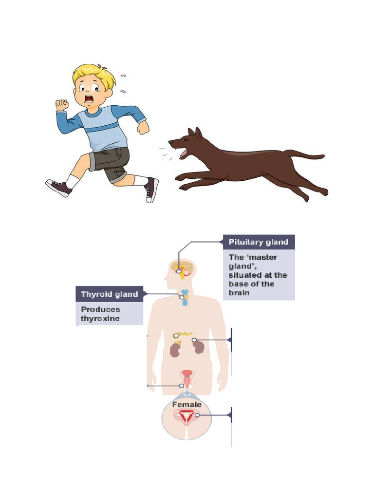 C12 Nervous System & Endocrine System (Notes) | PDF