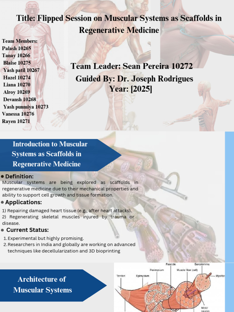 Muscular System As Scaffolds | PDF | Muscle Contraction | Skeletal Muscle