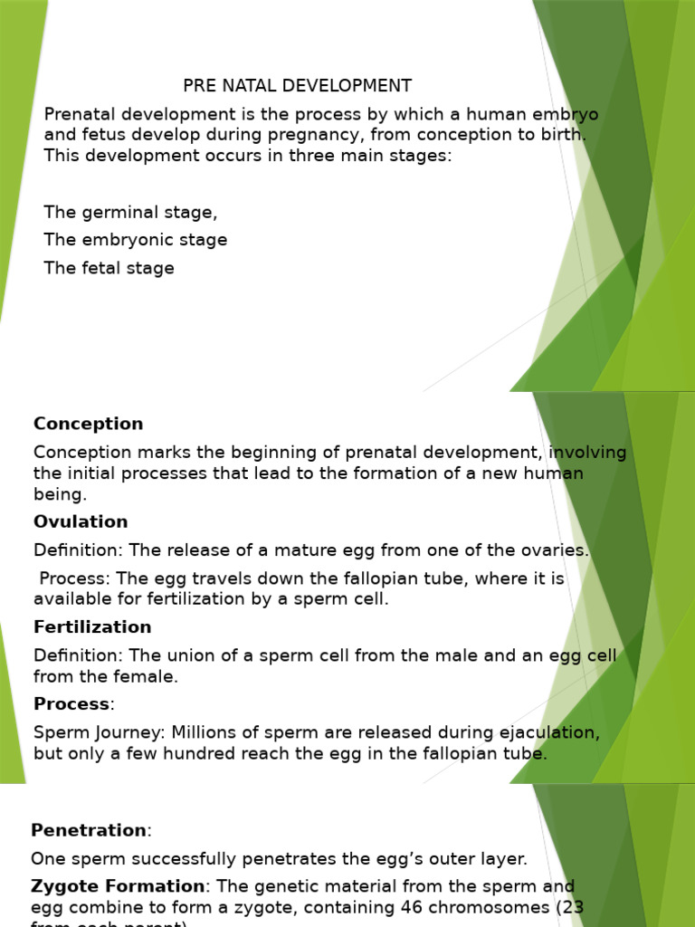 Prenatal Development | PDF | Childbirth | Embryo