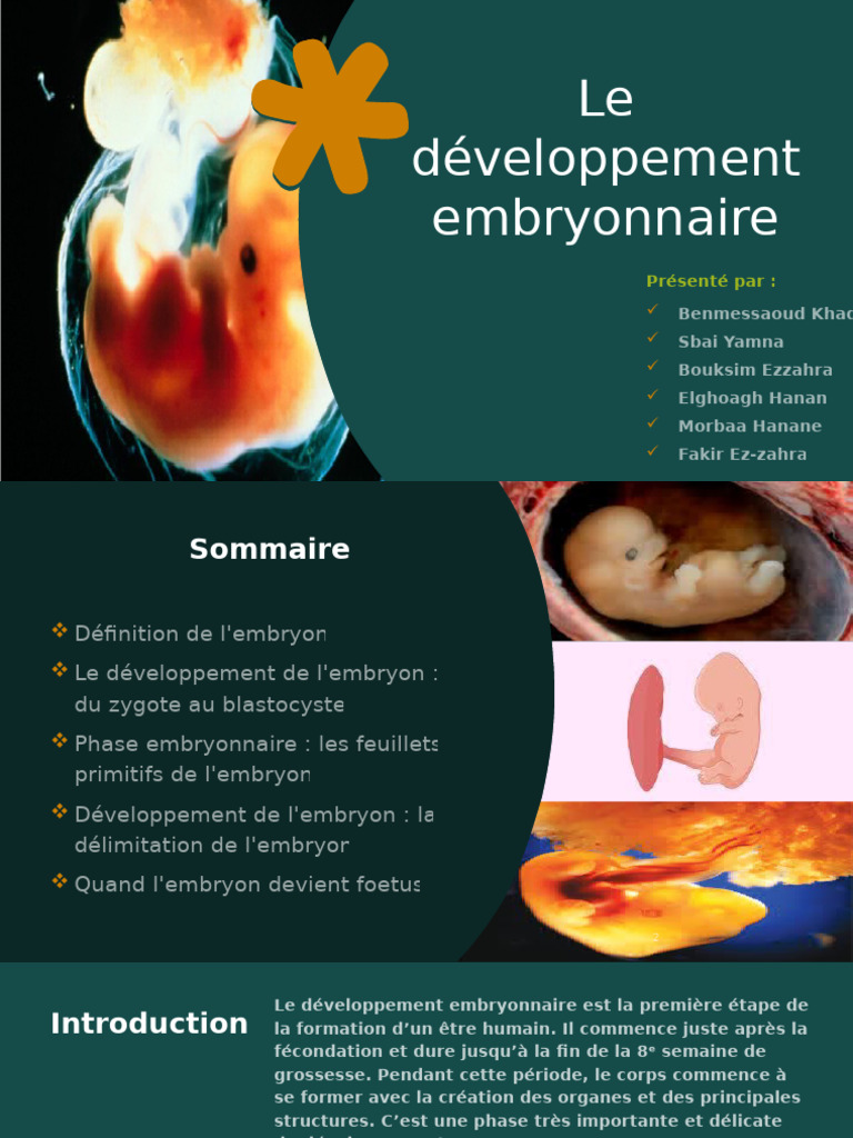 Développement embryonnaire humain | PDF | Embryon | Grossesse