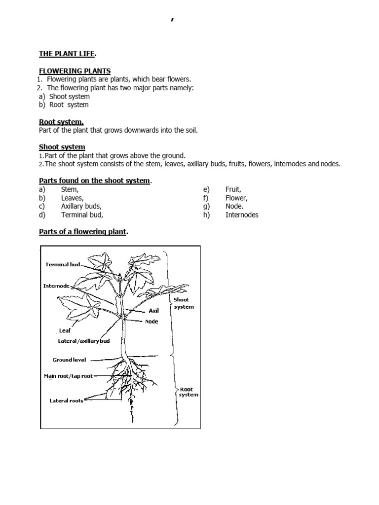 Plant Life Science Notes for P.4 | PDF | Seed | Flowers