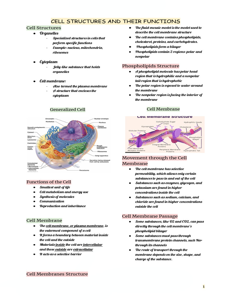 Anaphy Topic II Cells 1 | PDF | Endoplasmic Reticulum | Cell Membrane