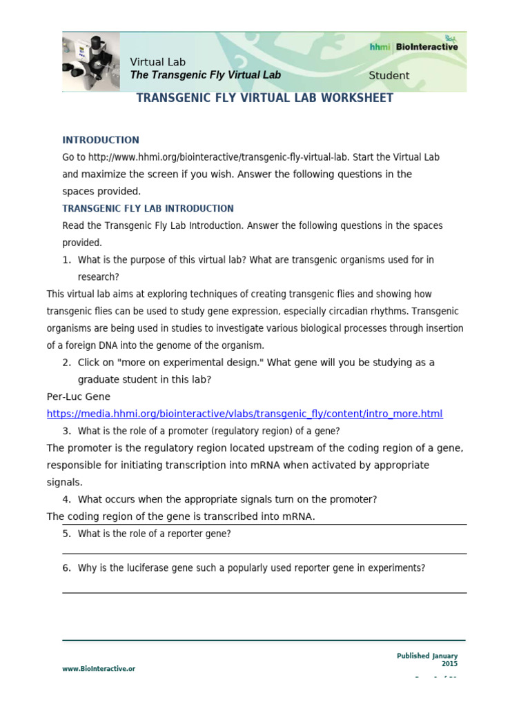 Transgenic Fly Lab Worksheet | PDF | Gene | Promoter (Genetics)