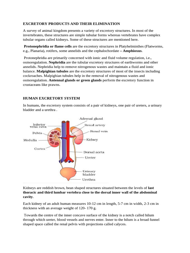 Excretory Products and Their Elimination | PDF | Kidney | Organ (Anatomy)