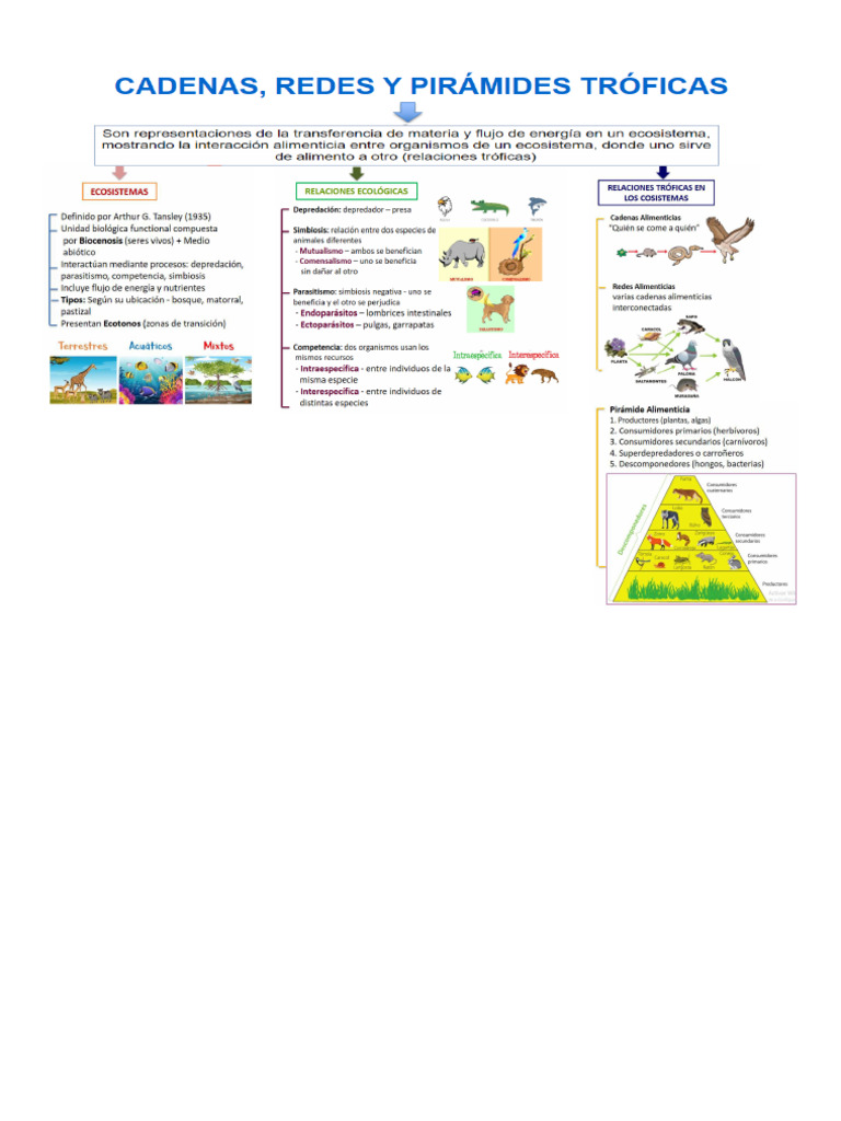 Cadenas, Redes y Piramides Alimenticias | PDF