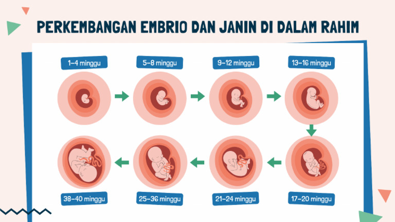Masa Embrio | PDF