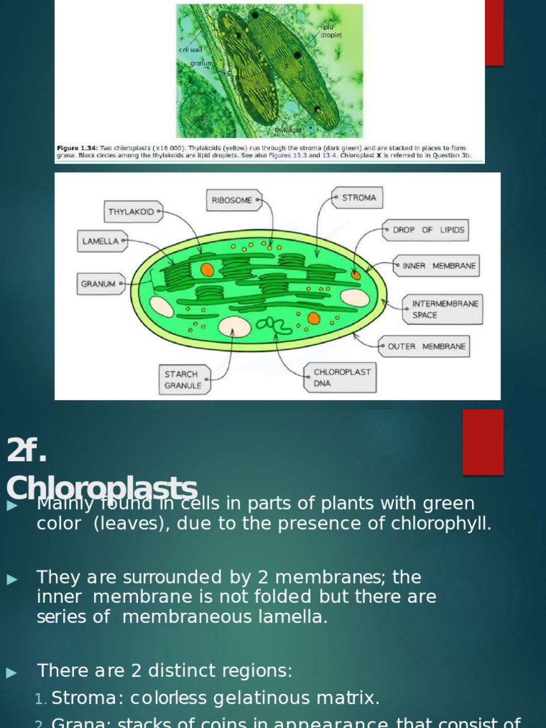 Plant Cell Structures and Functions | PDF | Microtubule | Chloroplast