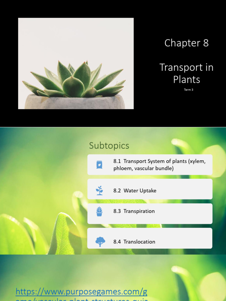 Chapter 8 Transport in Plants | PDF | Plant Stem | Leaf