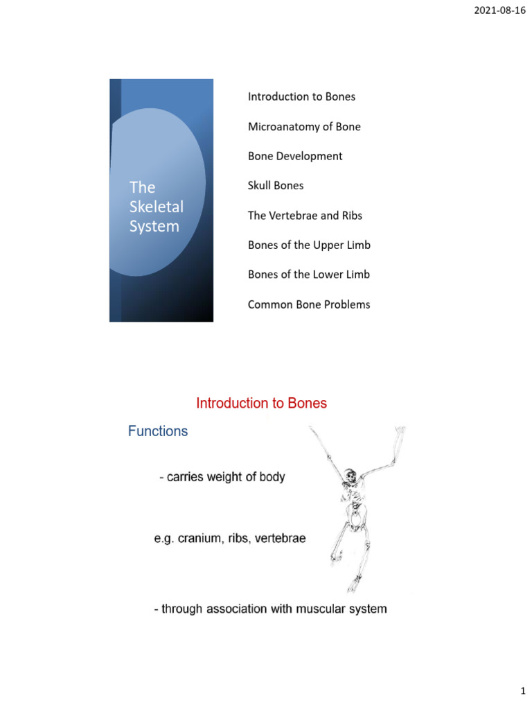 Skeletal System-2 | PDF | Vertebra | Pelvis