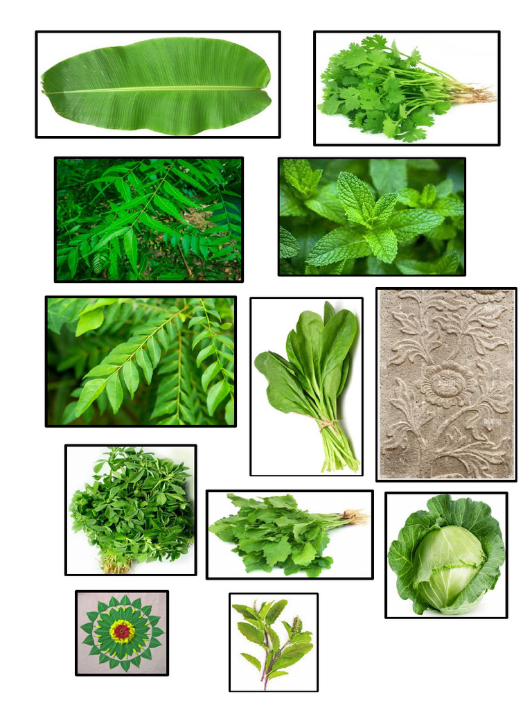 Uses of Leaves - Colour Prinout | PDF