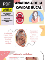 Región Labial de La Cara. | PDF | Labio | Anatomía humana