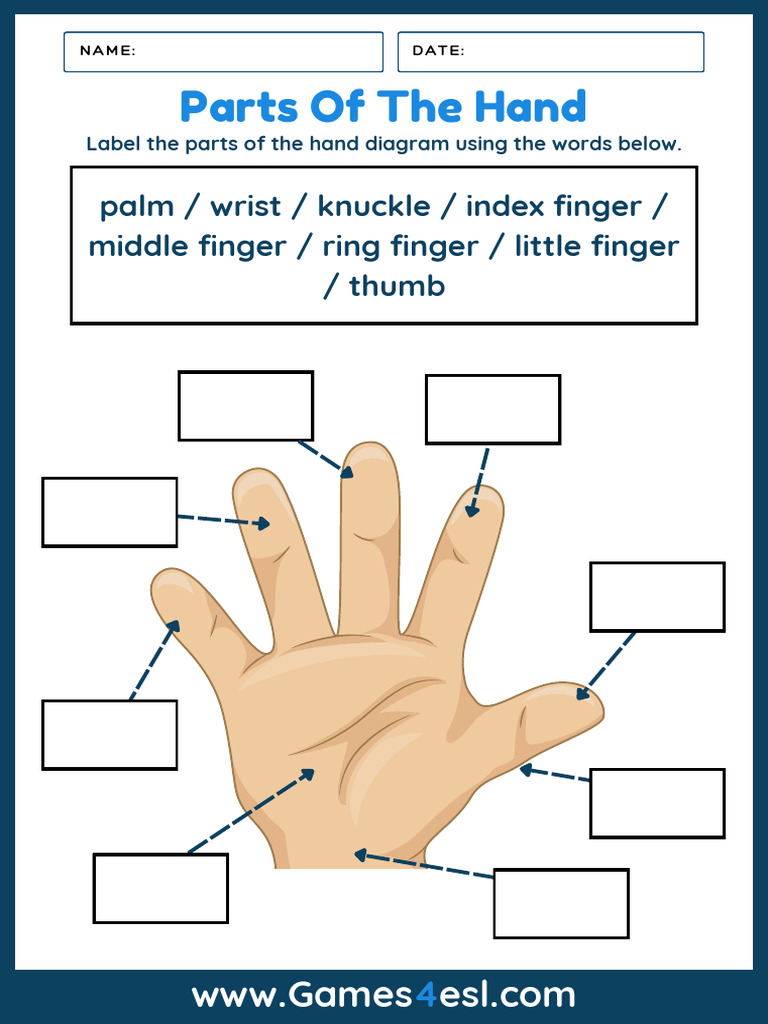 Parts of The Hand in English Worksheet | PDF