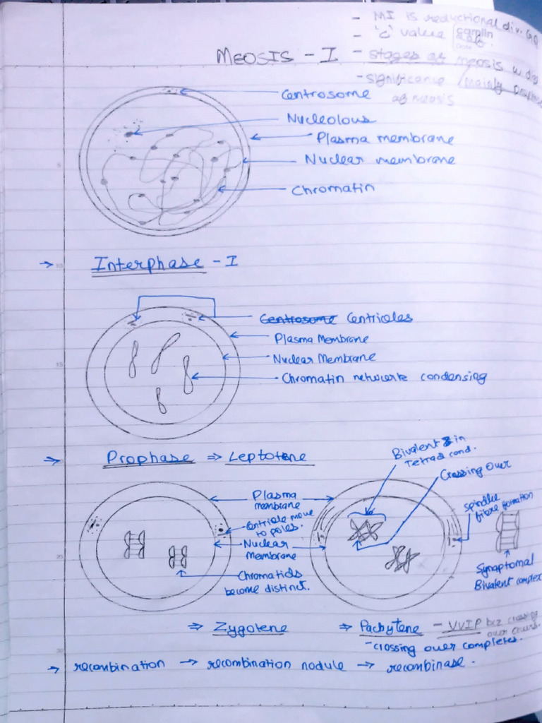 Meosis 1 and 2 Diagrams | PDF | Biotechnology | Cell Biology
