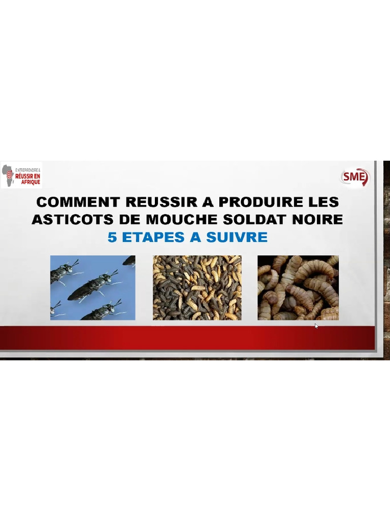 Production Asticots BSF With Image | PDF