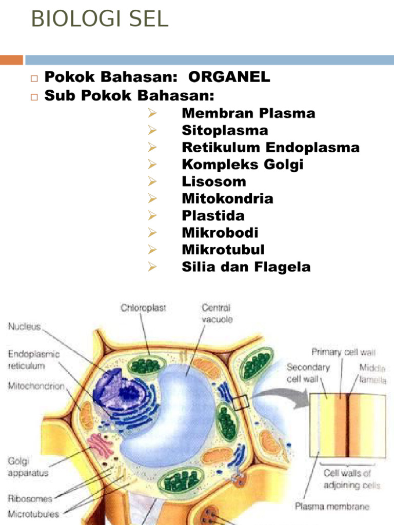 Struktur Sel Dan Membran Plasma | PDF
