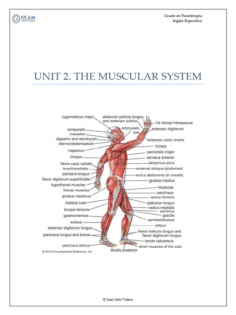 Unit 2. The Muscular System 2021-2022 | PDF | Muscle | Anatomical Terms ...
