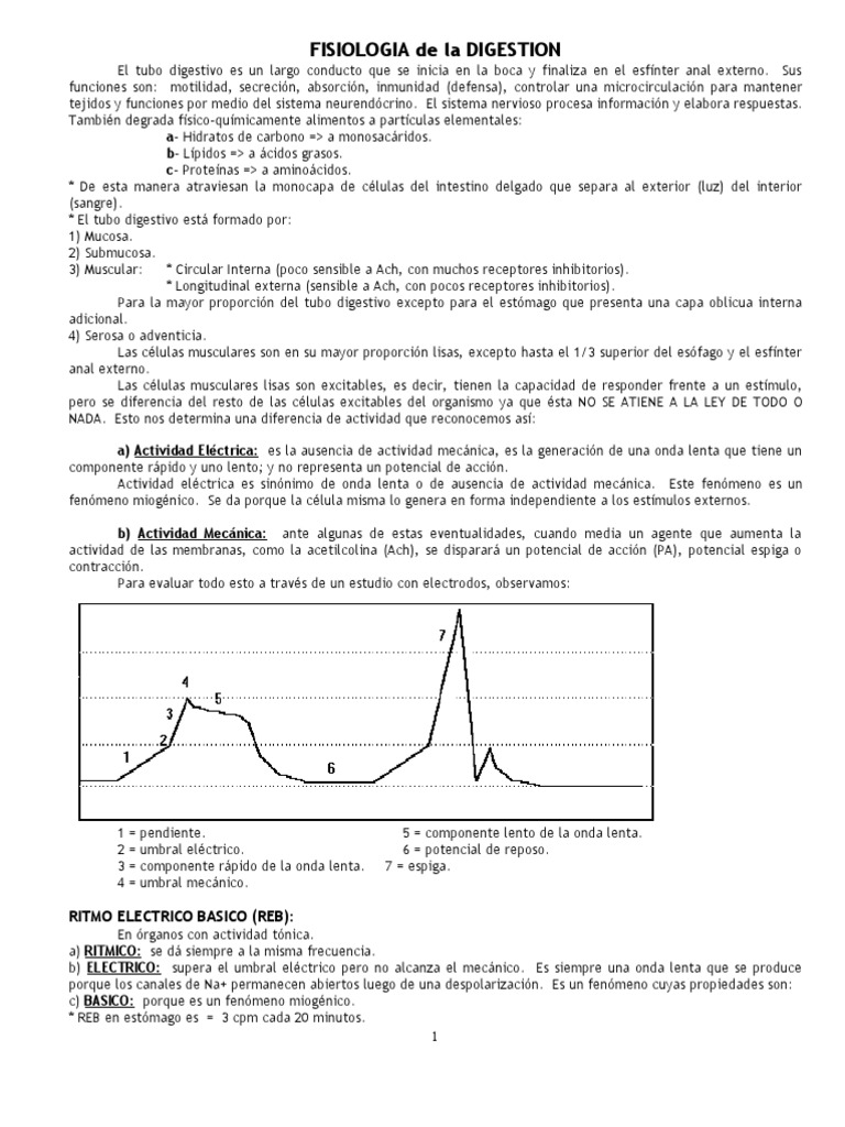 Fisiología del Sistema Digestivo | PDF | Páncreas | Sistema digestivo ...