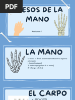 Huesos y Articulaciones de La Mano y Muñeca | PDF | Mano | Extremidades ...