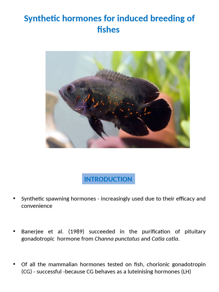 Synthetic Hormones for Fish Breeding | PDF | Gonadotropin | Endocrinology
