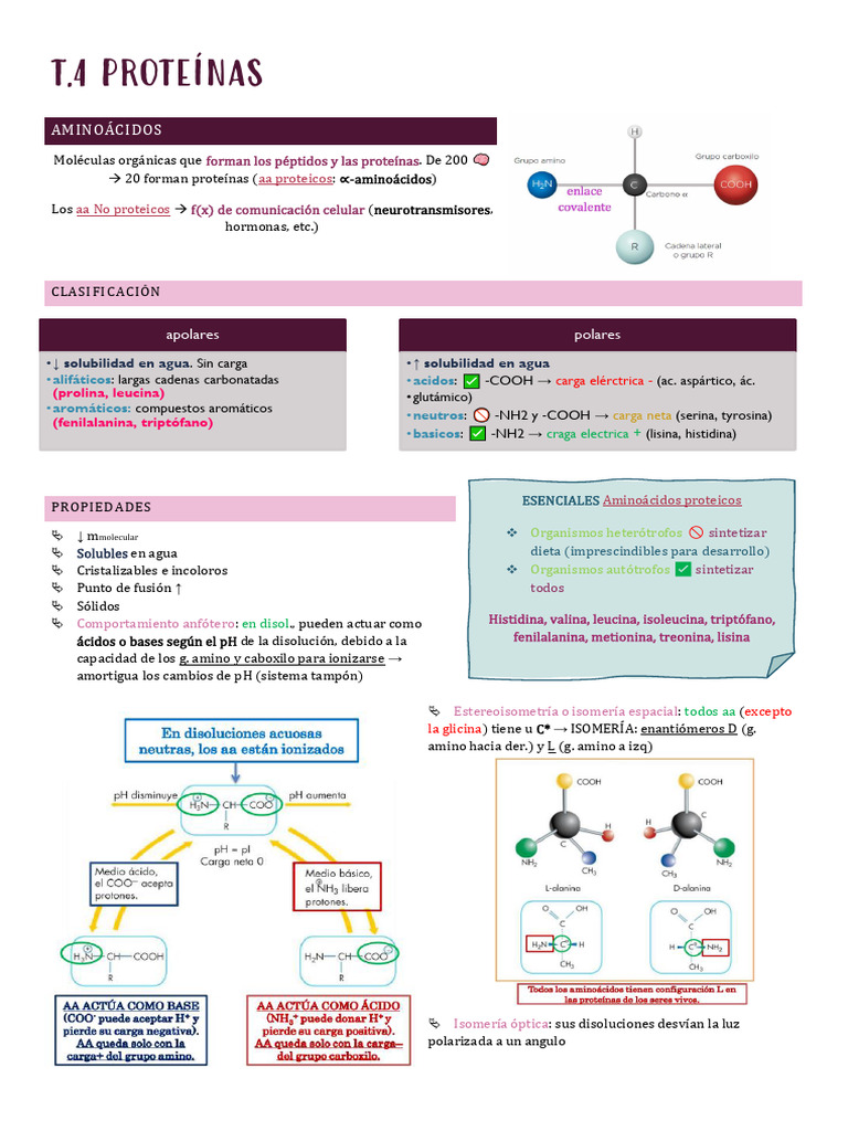 t.4 proteinas def | PDF | Enzima | Sustrato (Química)
