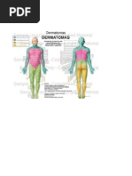Miotomas - Definición y Pruebas - Kenhub | PDF | Codo | Neuroanatomía