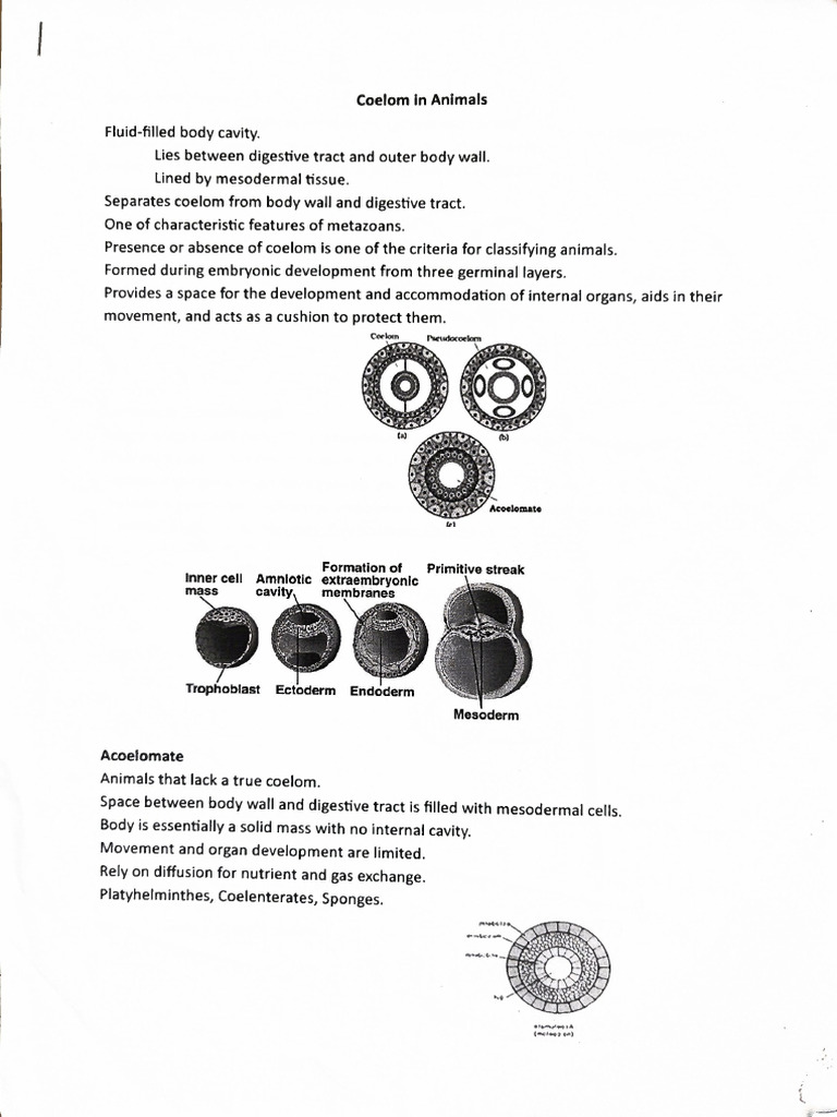 Coelom in Animals | PDF