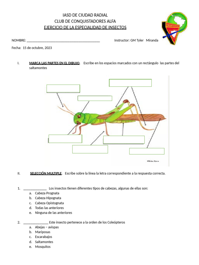 Especialidad en Insectos: Cabezas y Partes | PDF | Insectos | Lepidópteros
