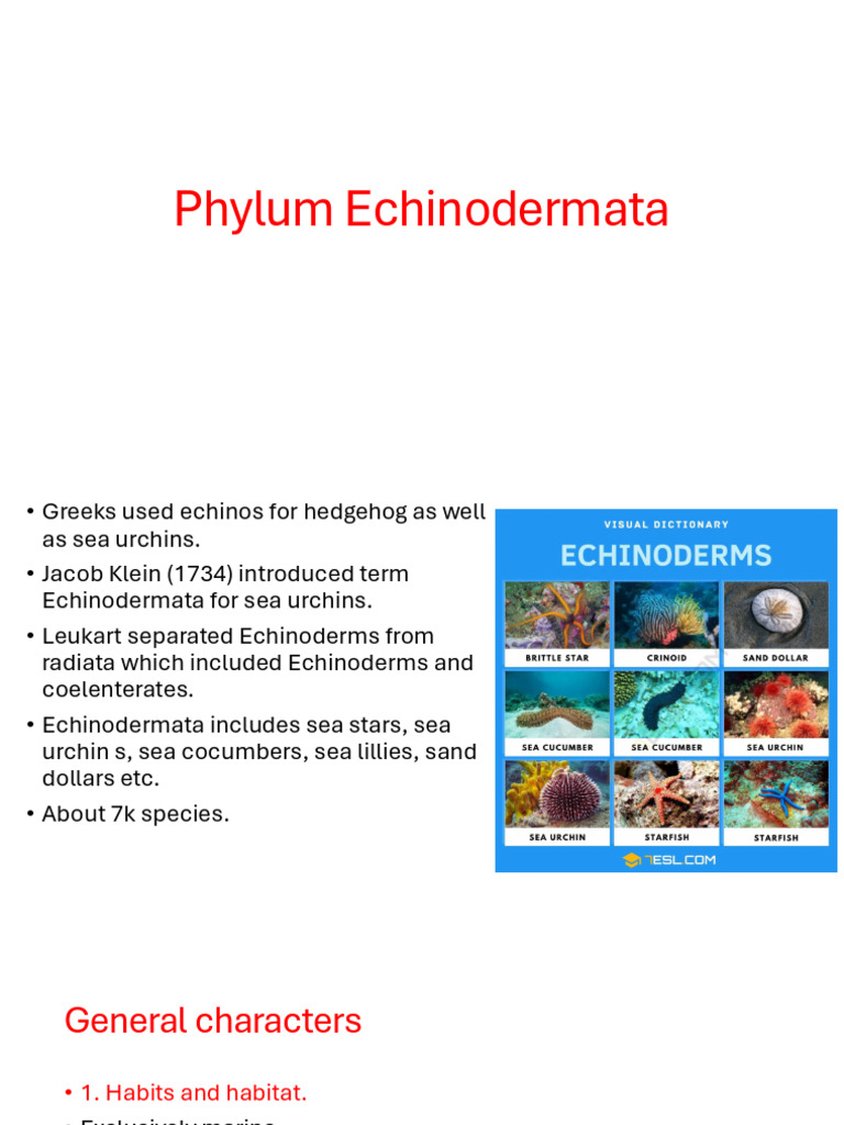 Phylum Echinodermata | PDF