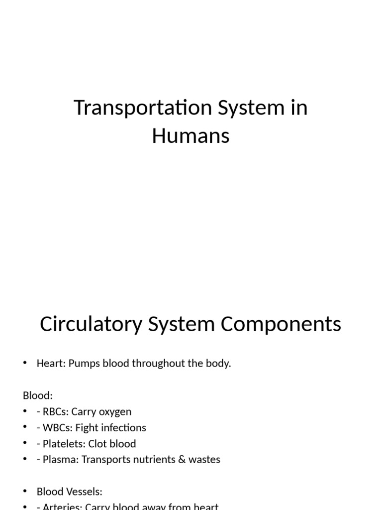 Transportation System Humans Updated | PDF | Circulatory System | Blood