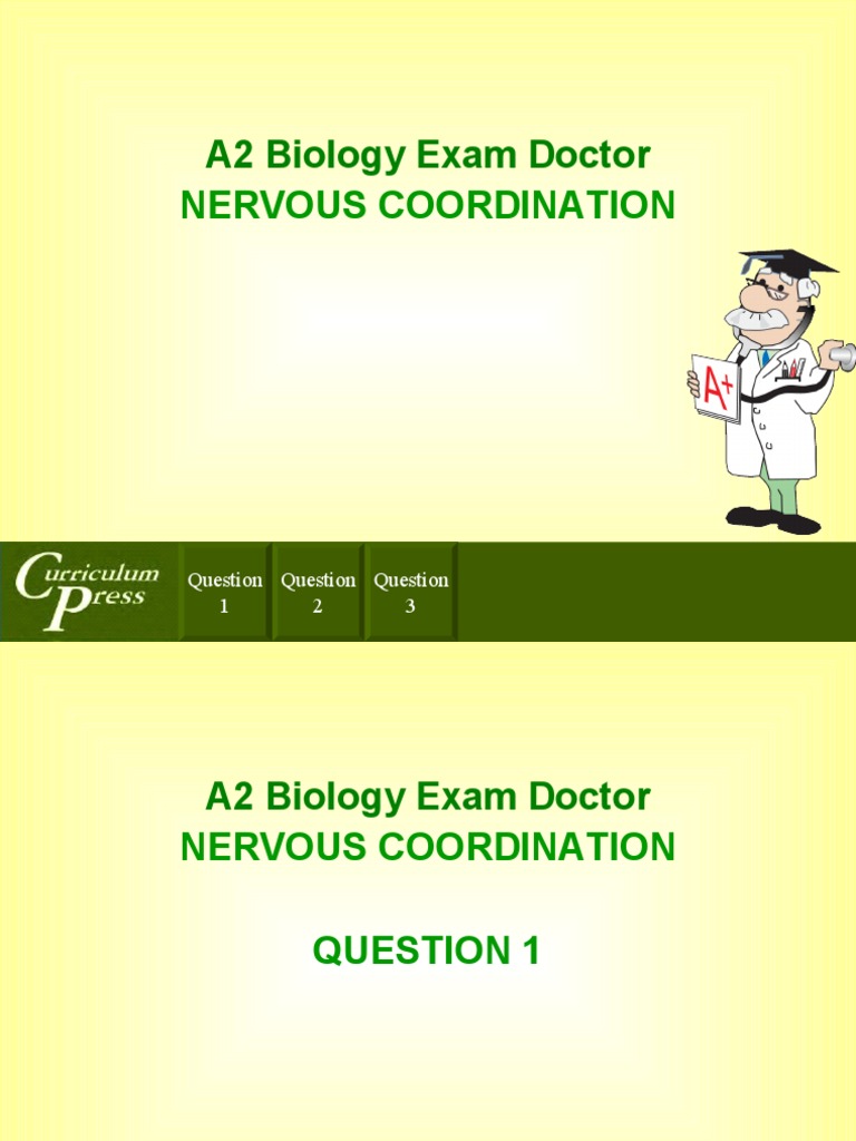A2 Biology Nervous Coordination Exam Guide | PDF | Action Potential ...