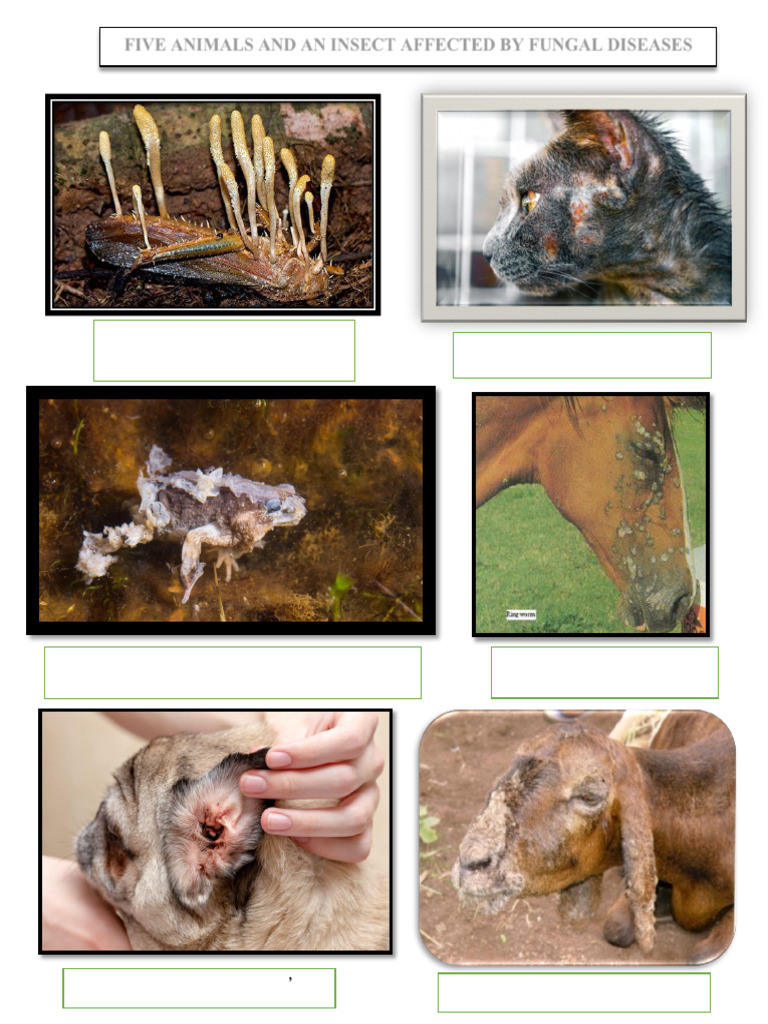 Fungal Diseases in Animals and Insects | PDF