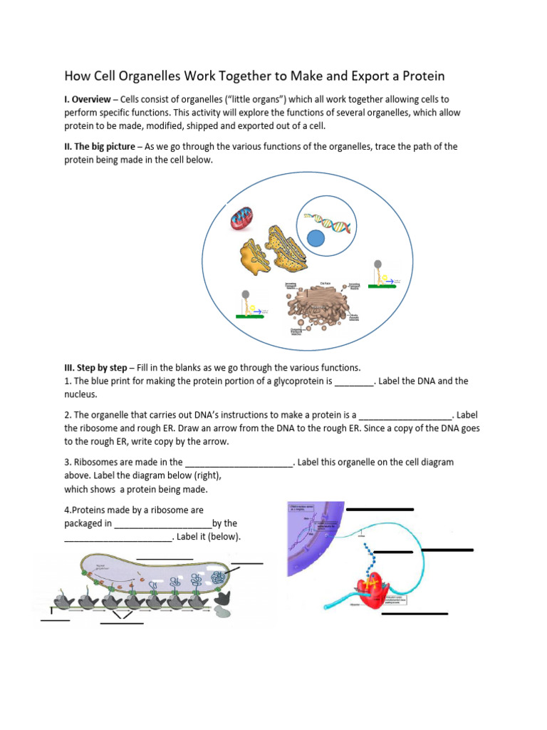 Organelles Working Together To Make A Protein-1 | PDF | Cell (Biology ...