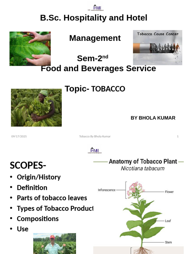Tobacco-Cigars and Cigarettes | PDF | Cigar | Cigarette