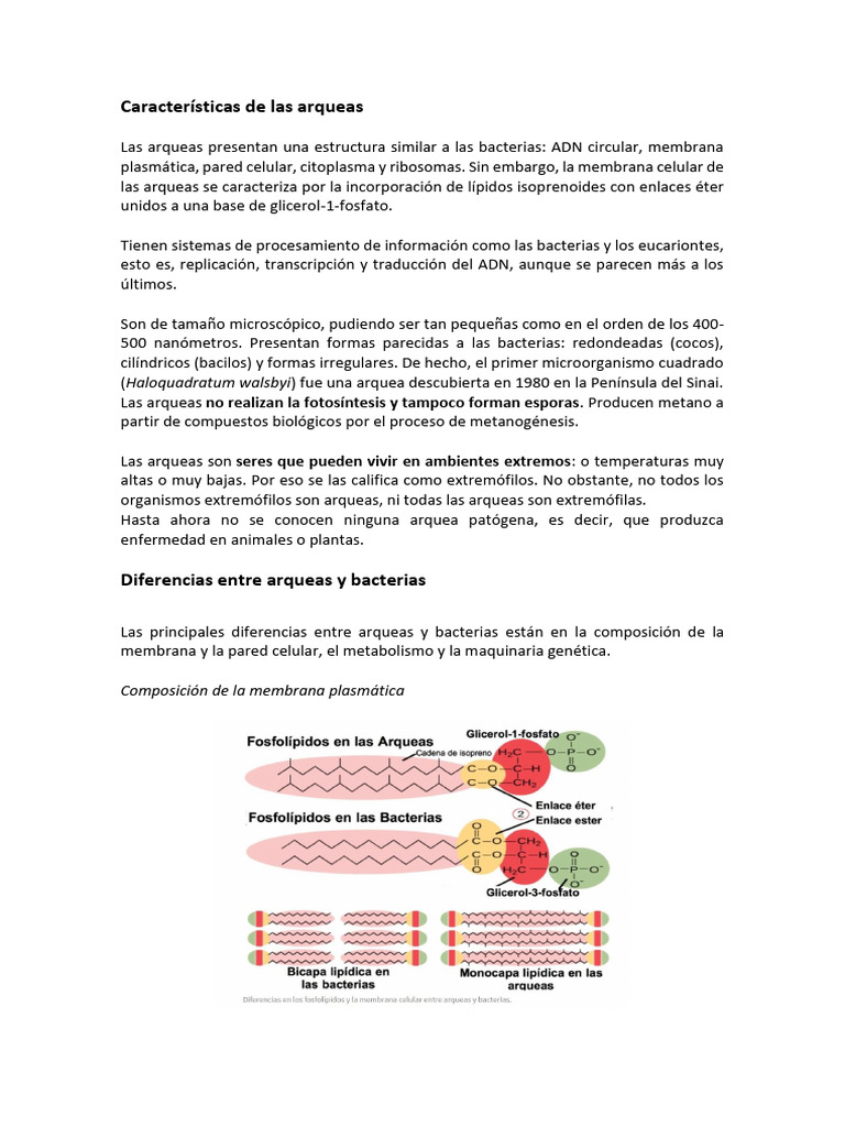 Características de Las Arqueas | PDF | Archaea | Membrana celular