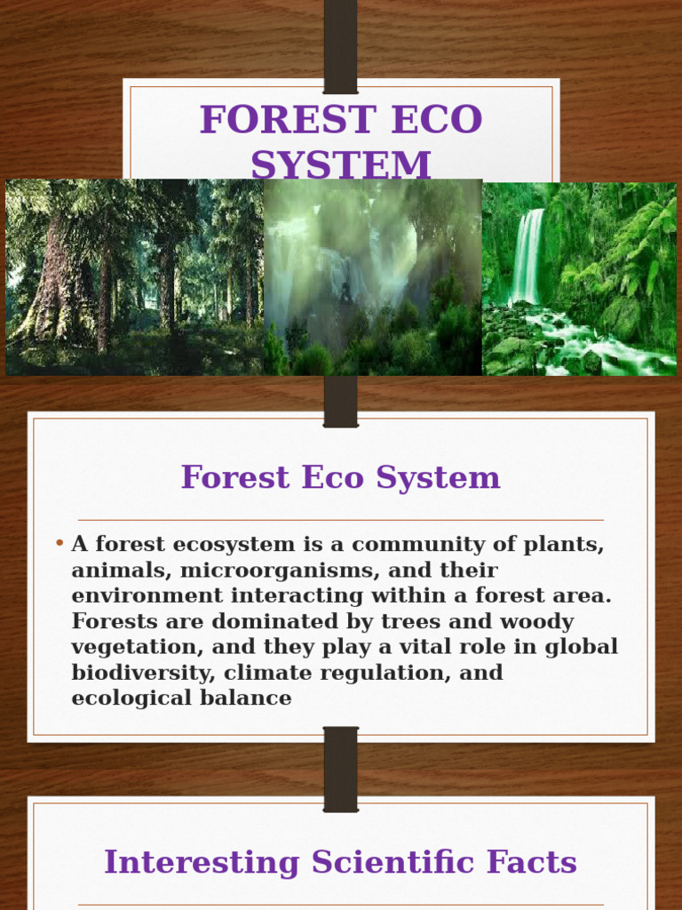 Forest Eco System 1 | PDF | Forests | Ecosystem