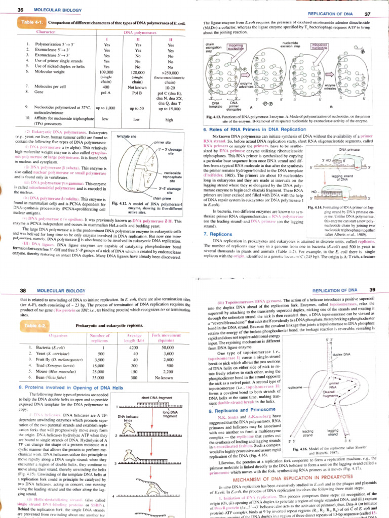 Replication Pro and Eu | PDF | Dna Replication | Primer (Molecular Biology)