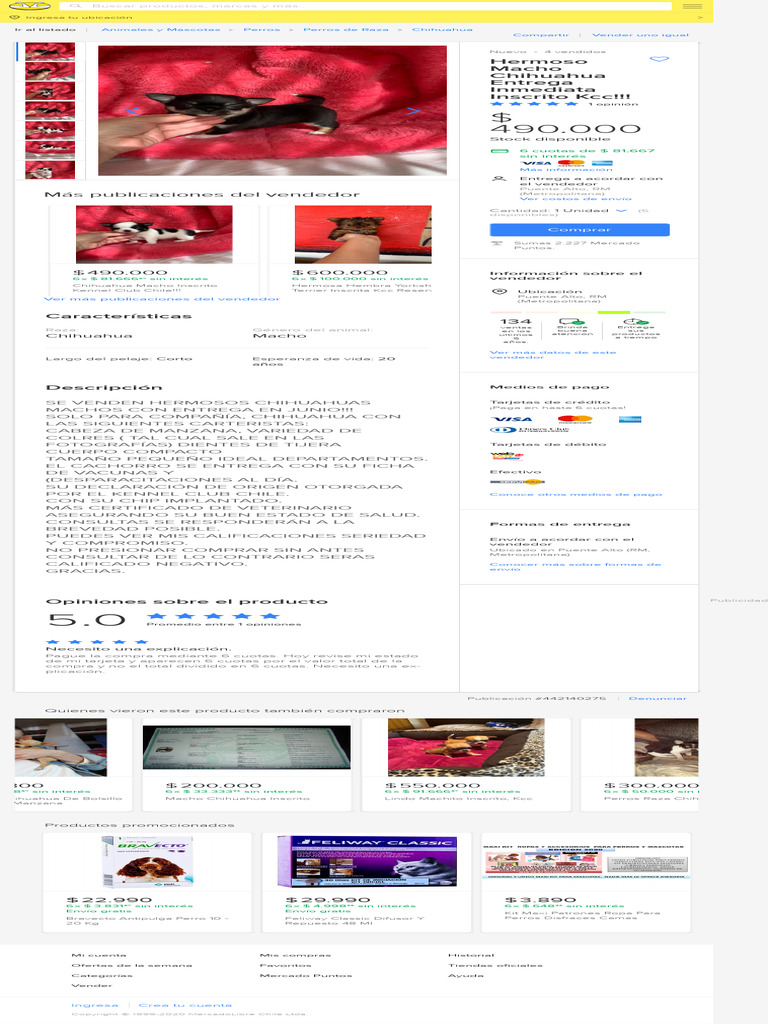 Hermoso Macho Chihuahua Entrega Inmediata Inscrito KCC!!! - $ 490.000 ...