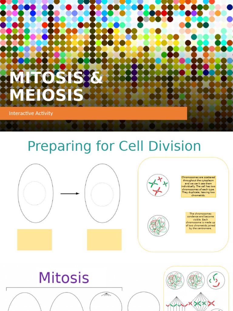 Mitosis and Meiosis Interactive Guide | PDF