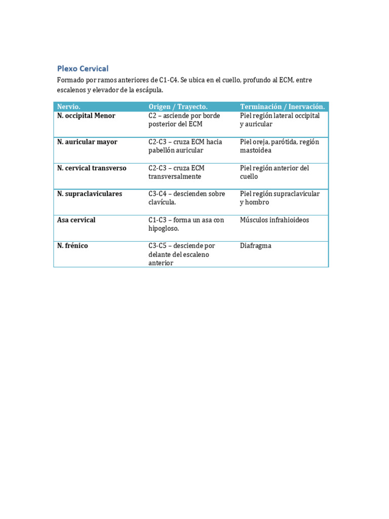 Anatomía del Plexo Cervical y sus Nervios | PDF